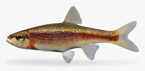 3d clinostomus funduloides rosyside dace model