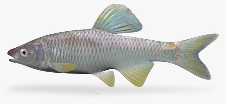 Cyprinella whipplei Steelcolor Shiner Modelo 3D - TurboSquid 920780