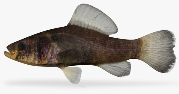 aphredoderus sayanus pirate perch 3d x