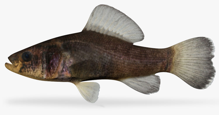 aphredoderus sayanus pirate perch 3d x