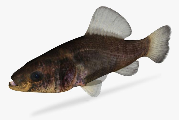 aphredoderus sayanus pirate perch 3d x