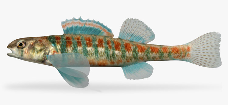 etheostoma exile iowa darter 3d ma
