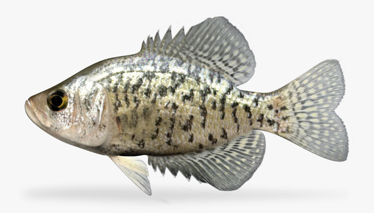 pomoxis nigromaculatus black crappie ma