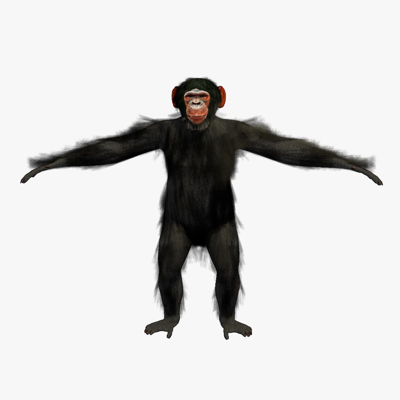 3d rigged chimpanzee walking animations