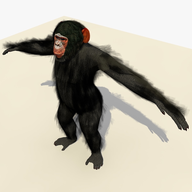 3d rigged chimpanzee walking animations