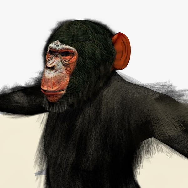 3d rigged chimpanzee walking animations