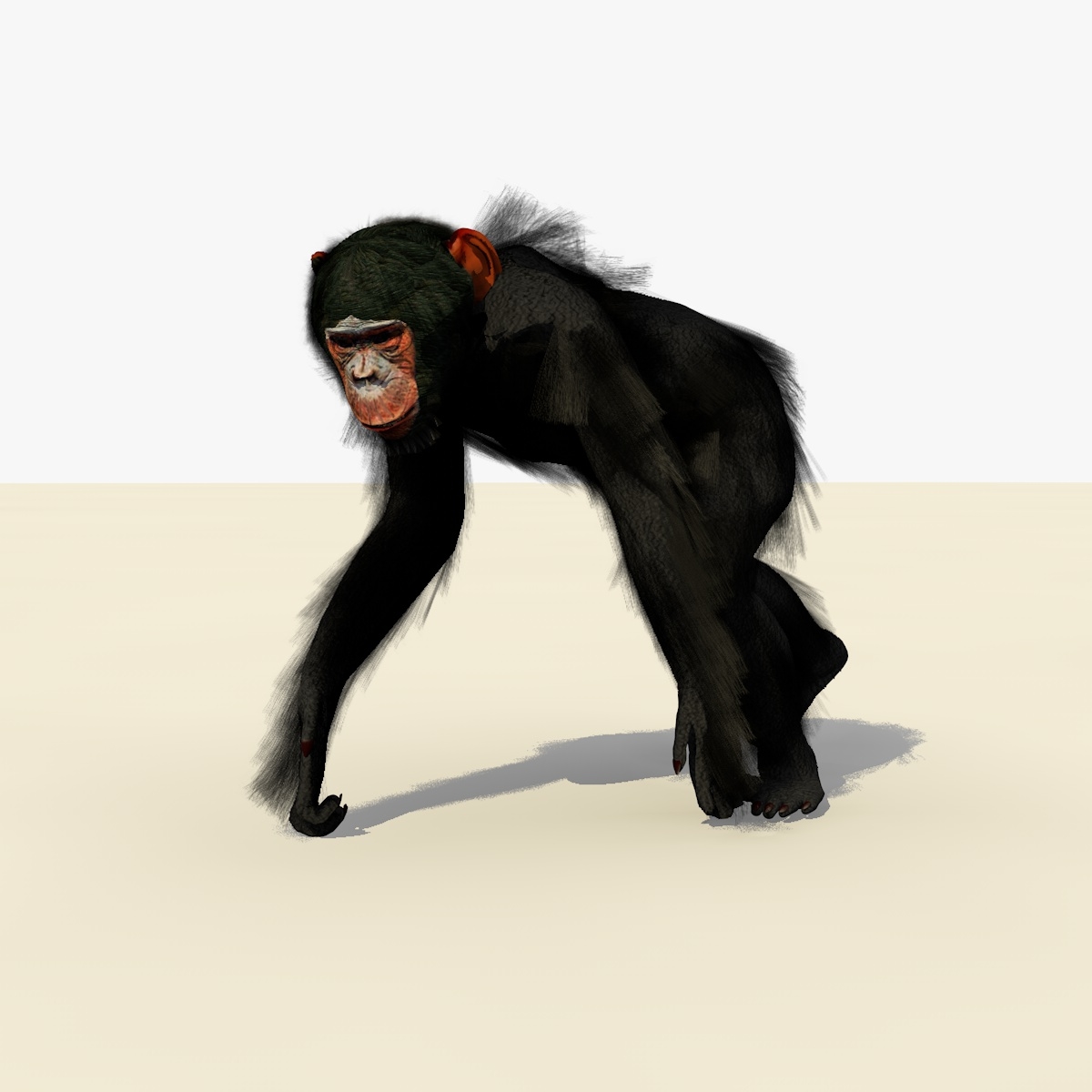 3d rigged chimpanzee walking animations
