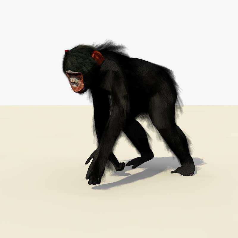 3d rigged chimpanzee walking animations