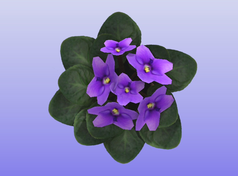 violets 3d model