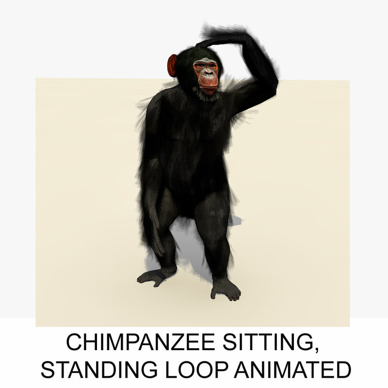 3d rigged chimpanzee animation chimp