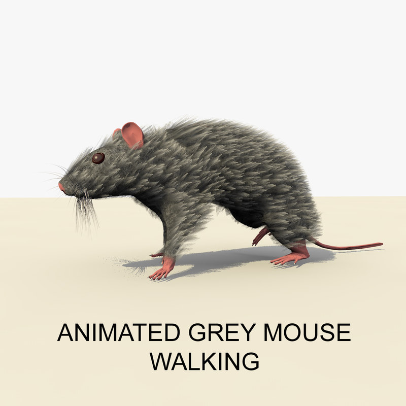 3d grey mouse animations model