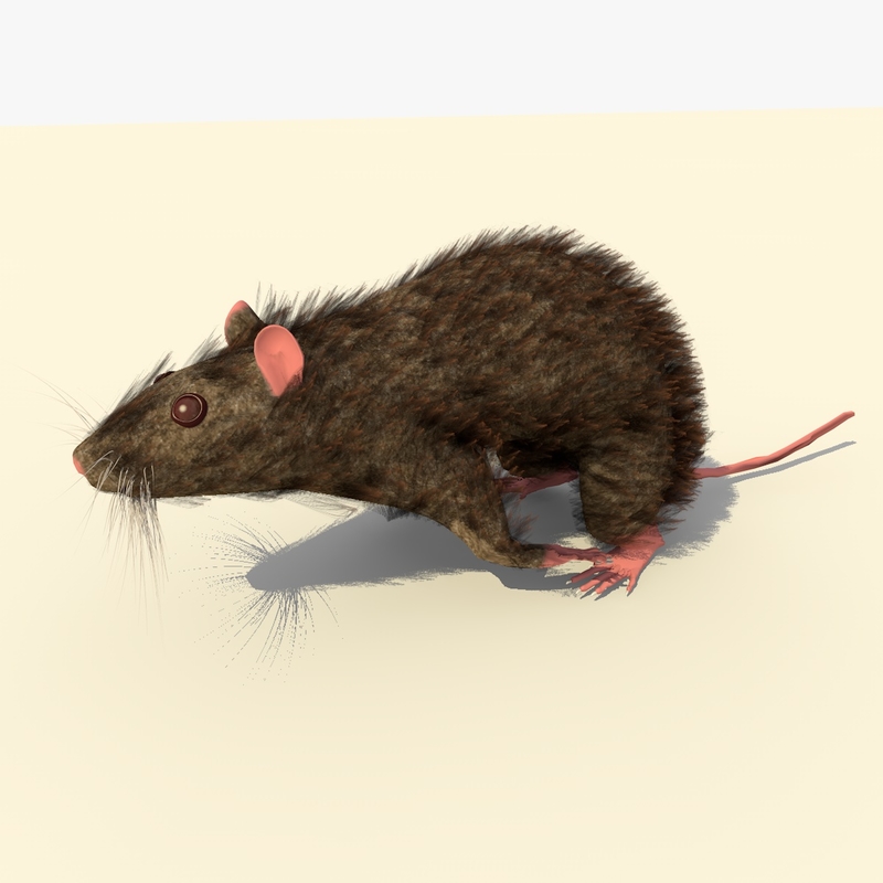 3d model running brown mouse animations