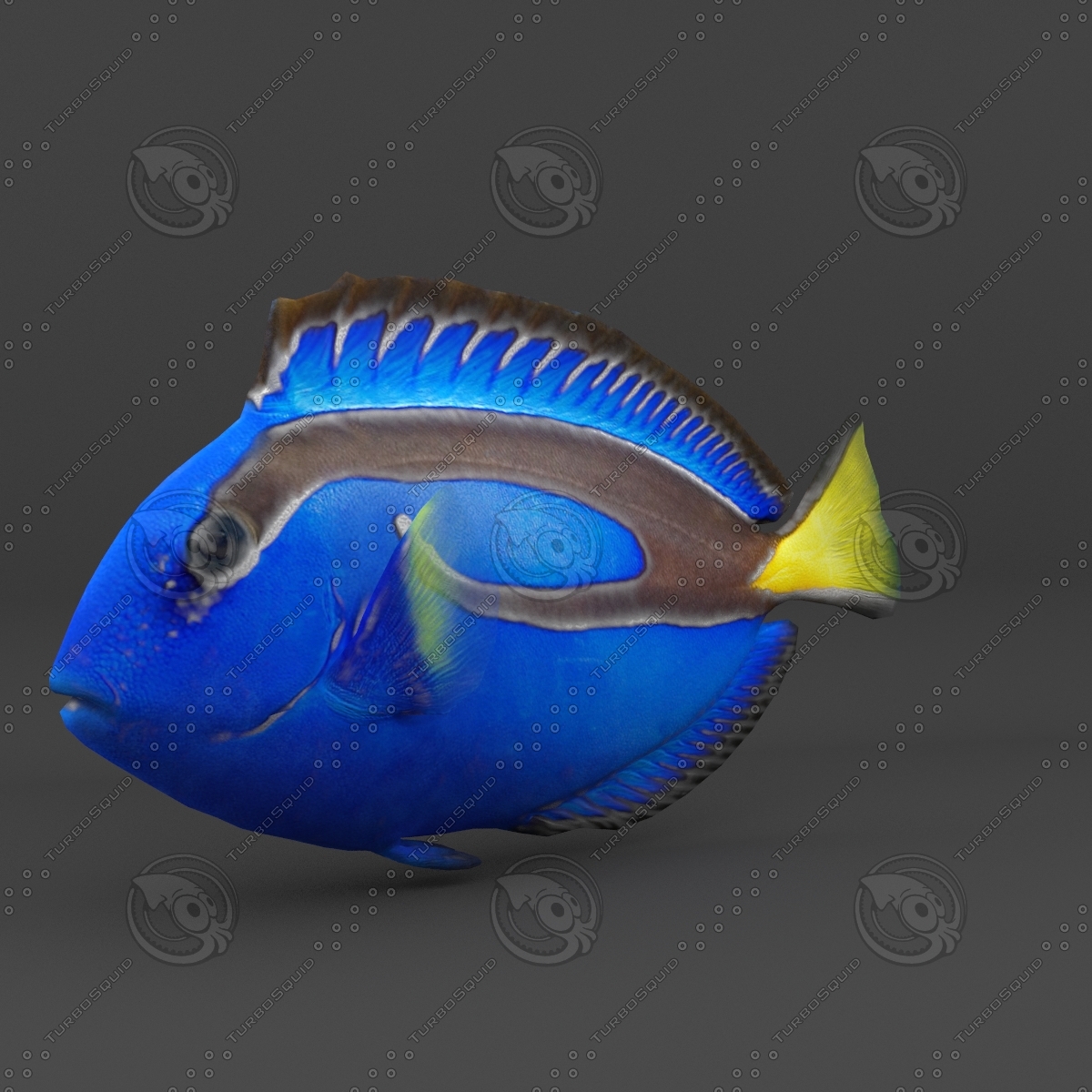maya fish animation