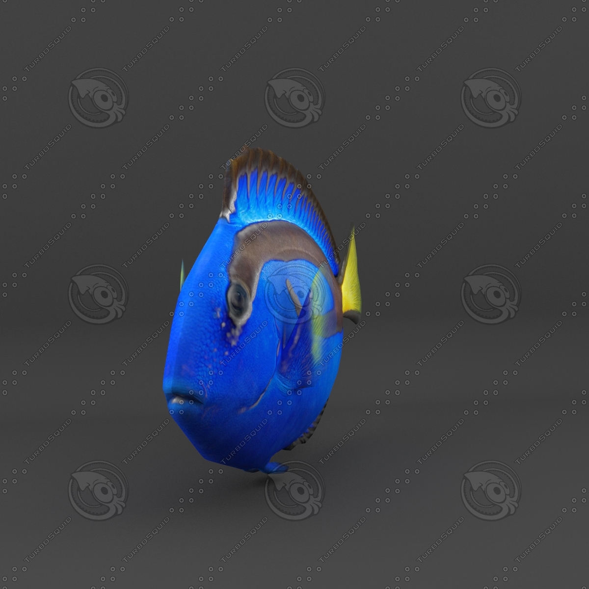 maya fish animation