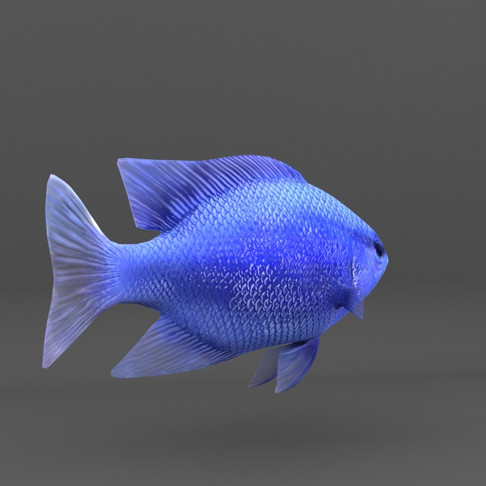3d coral reef fishes model