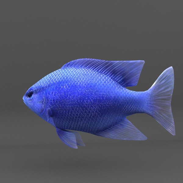 3d coral reef fishes model