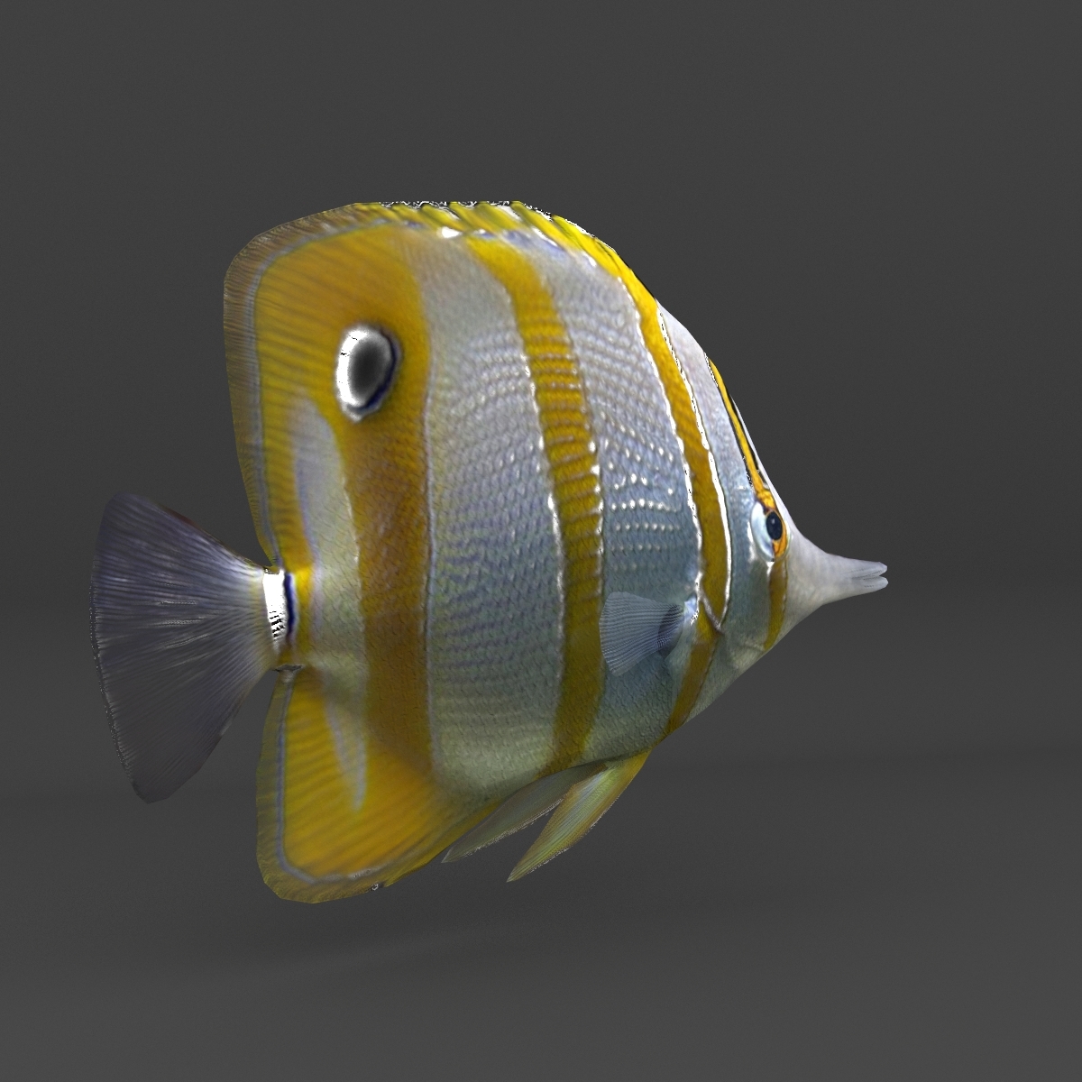 3d coral reef fishes model