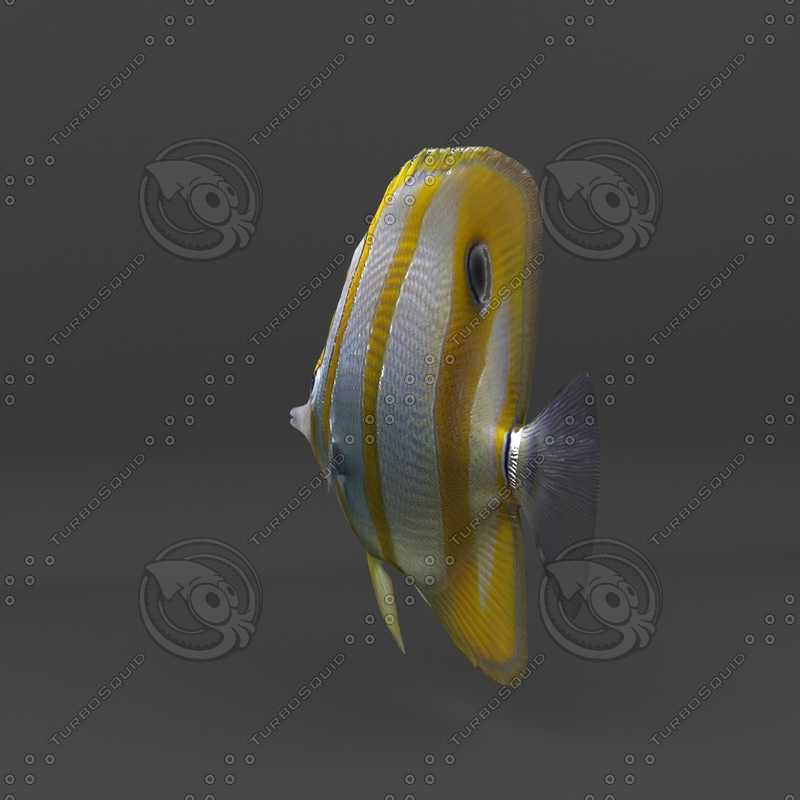 fish animation 3d model