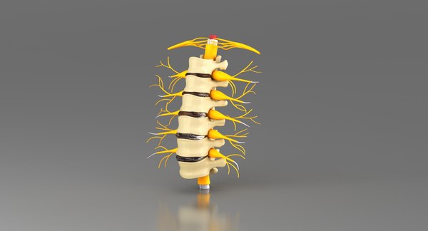 maya skeleton anatomy n