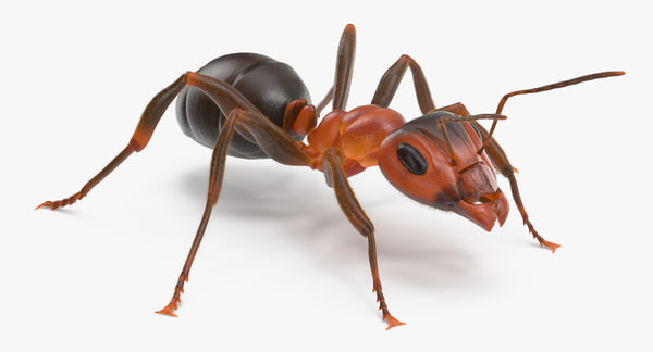 ant poses 3d model