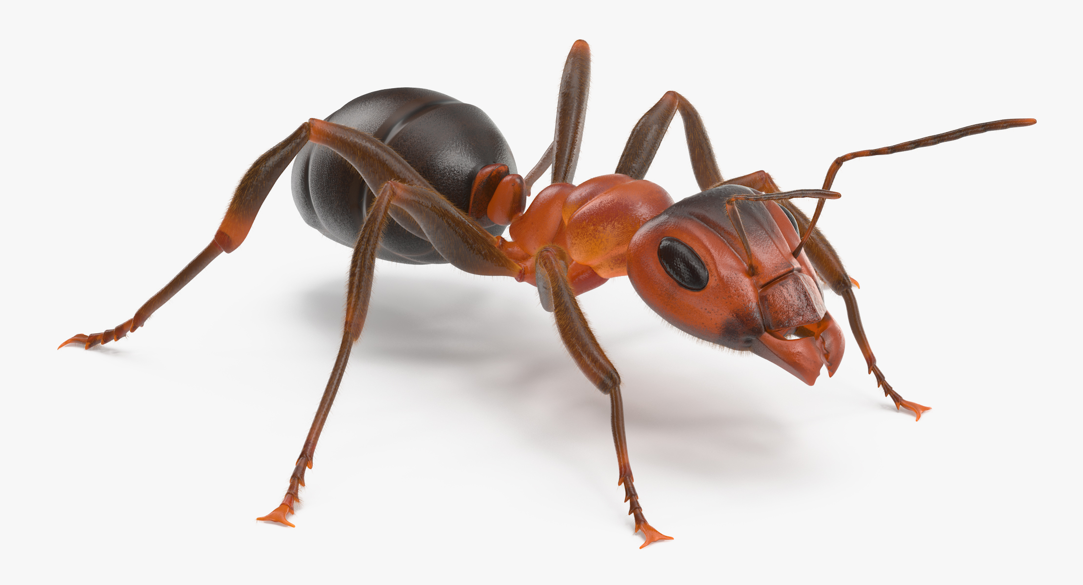 ant poses 3d model