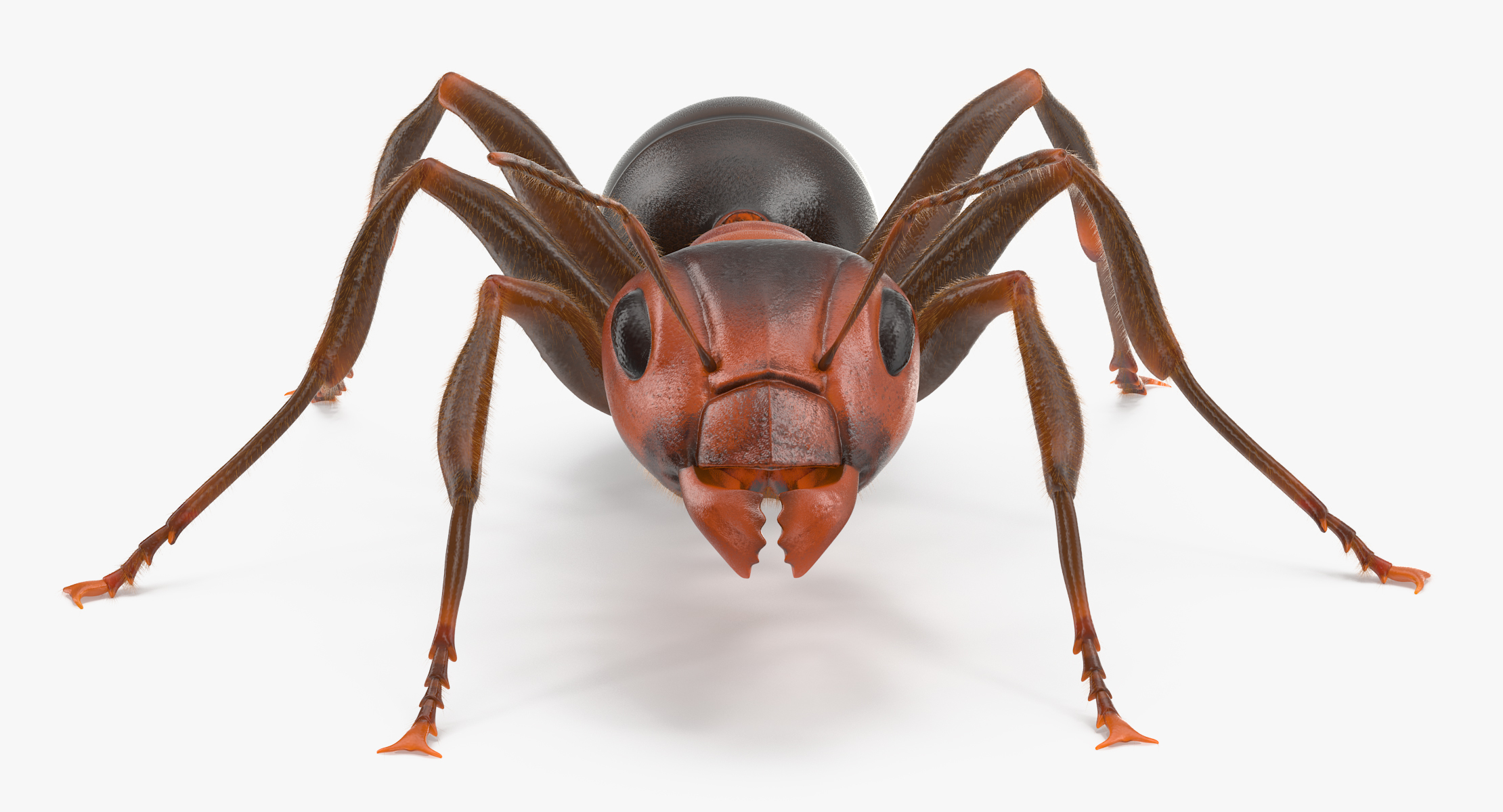 ant poses 3d model