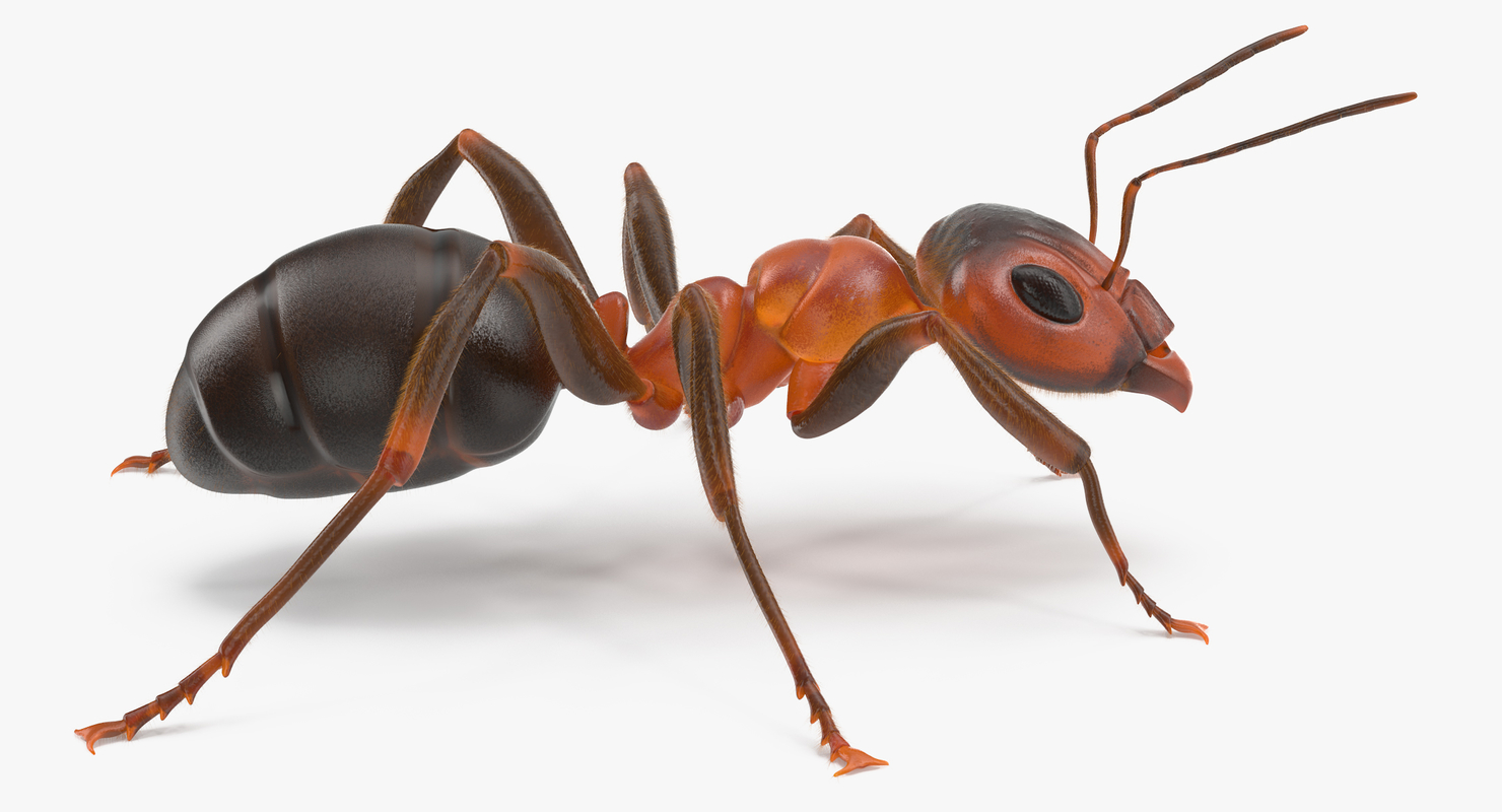 ant poses 3d model