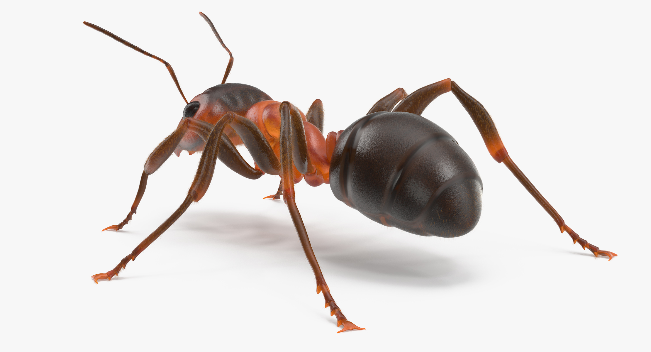 ant poses 3d model