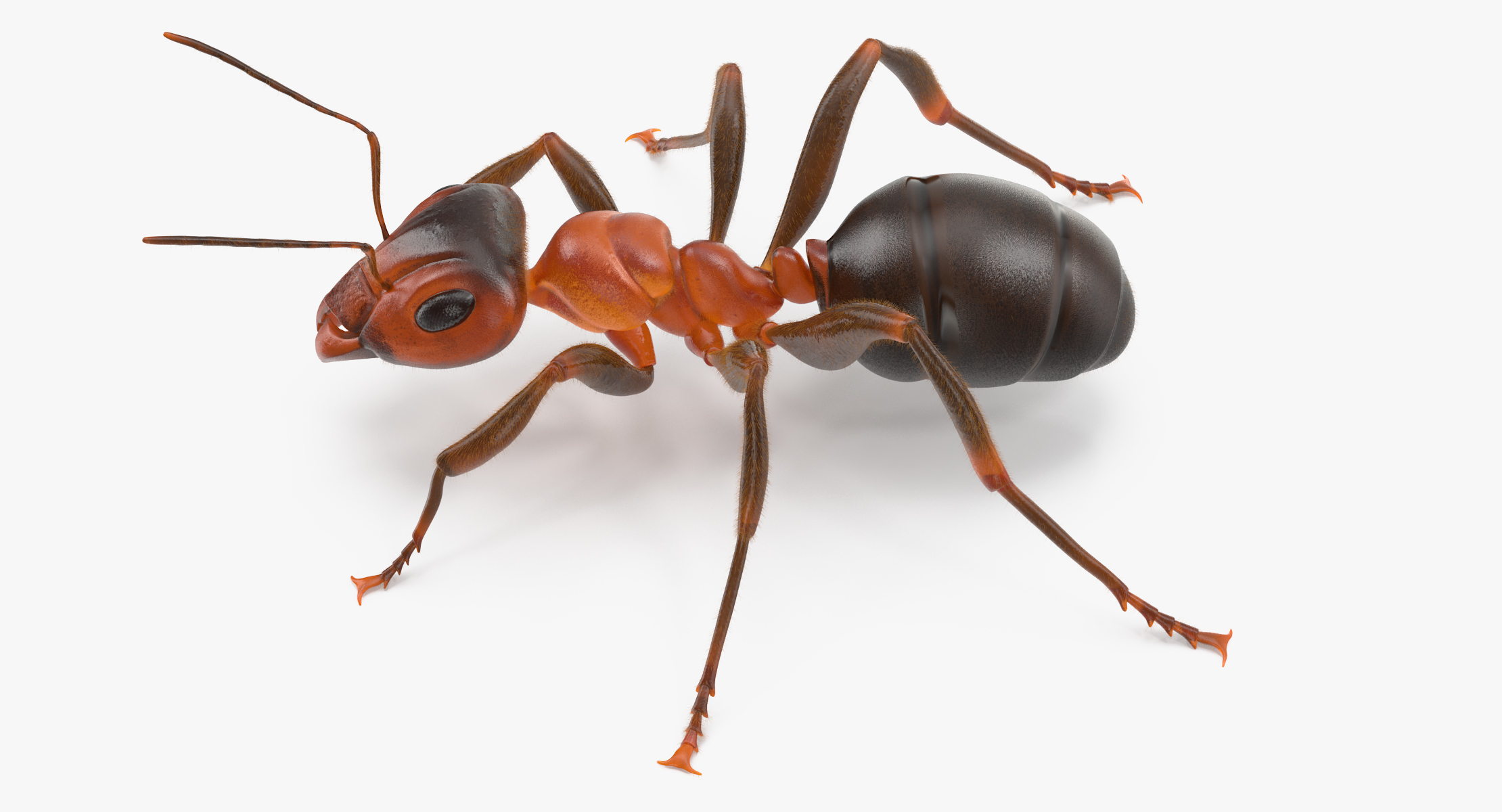 ant poses 3d model