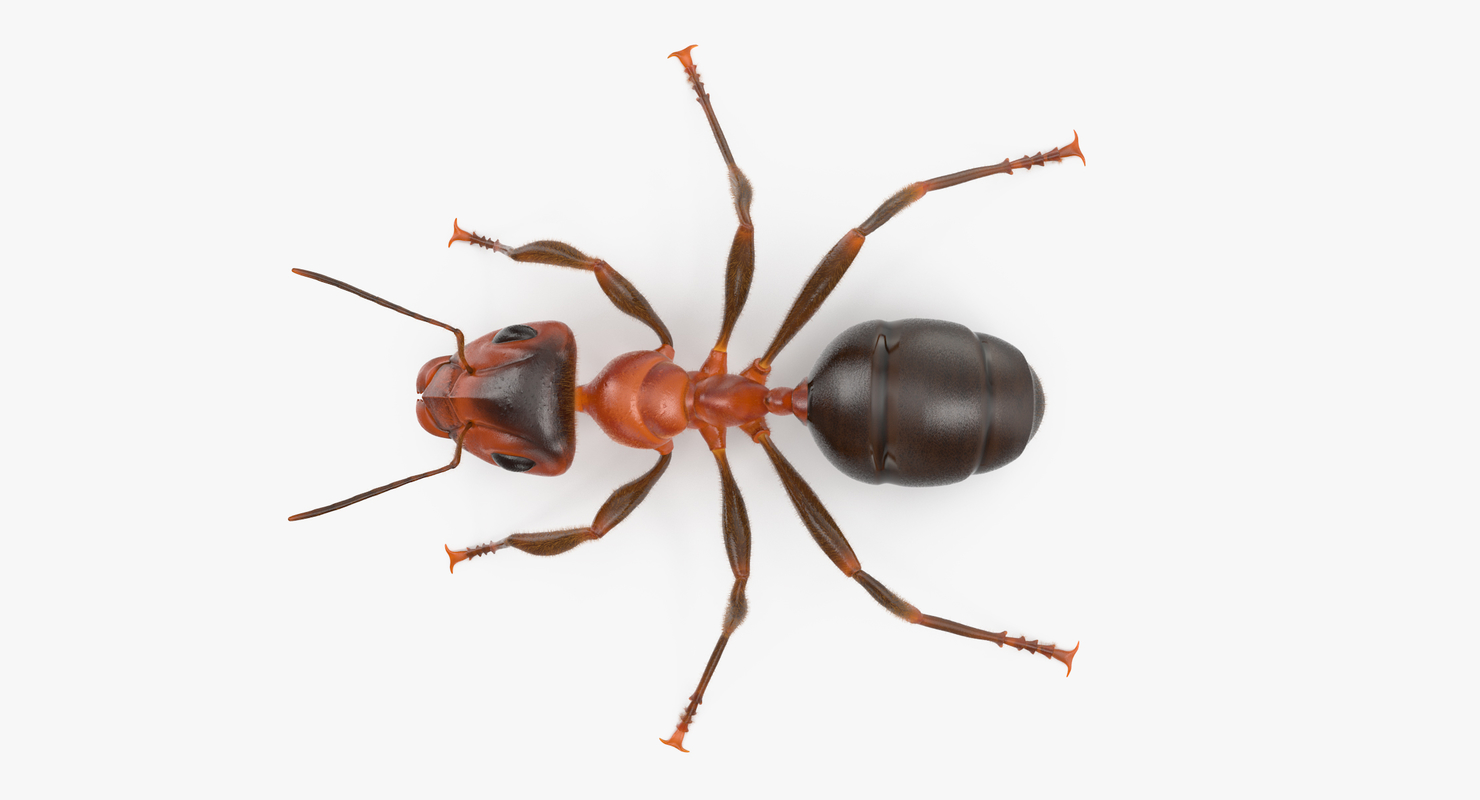 ant poses 3d model