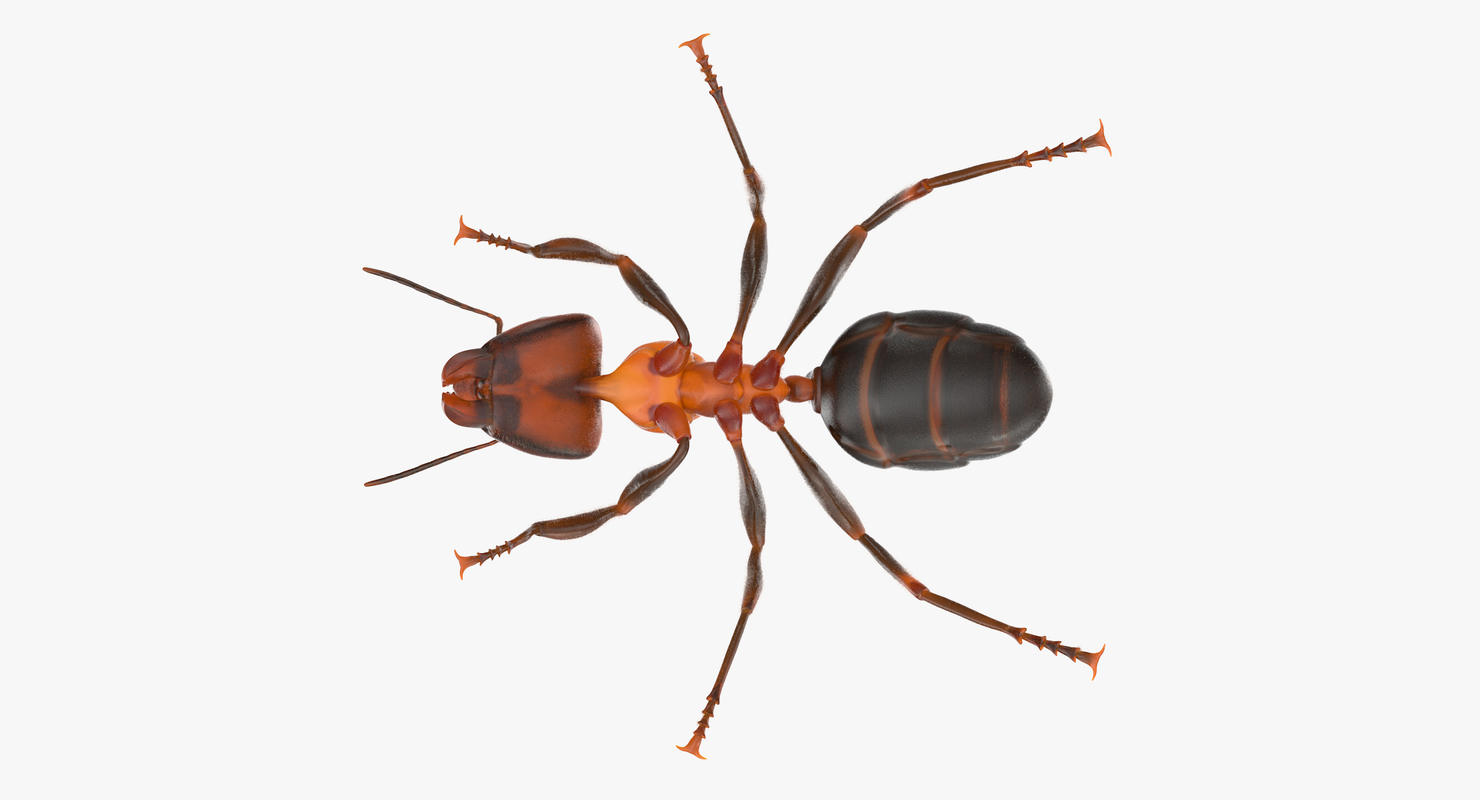 ant poses 3d model