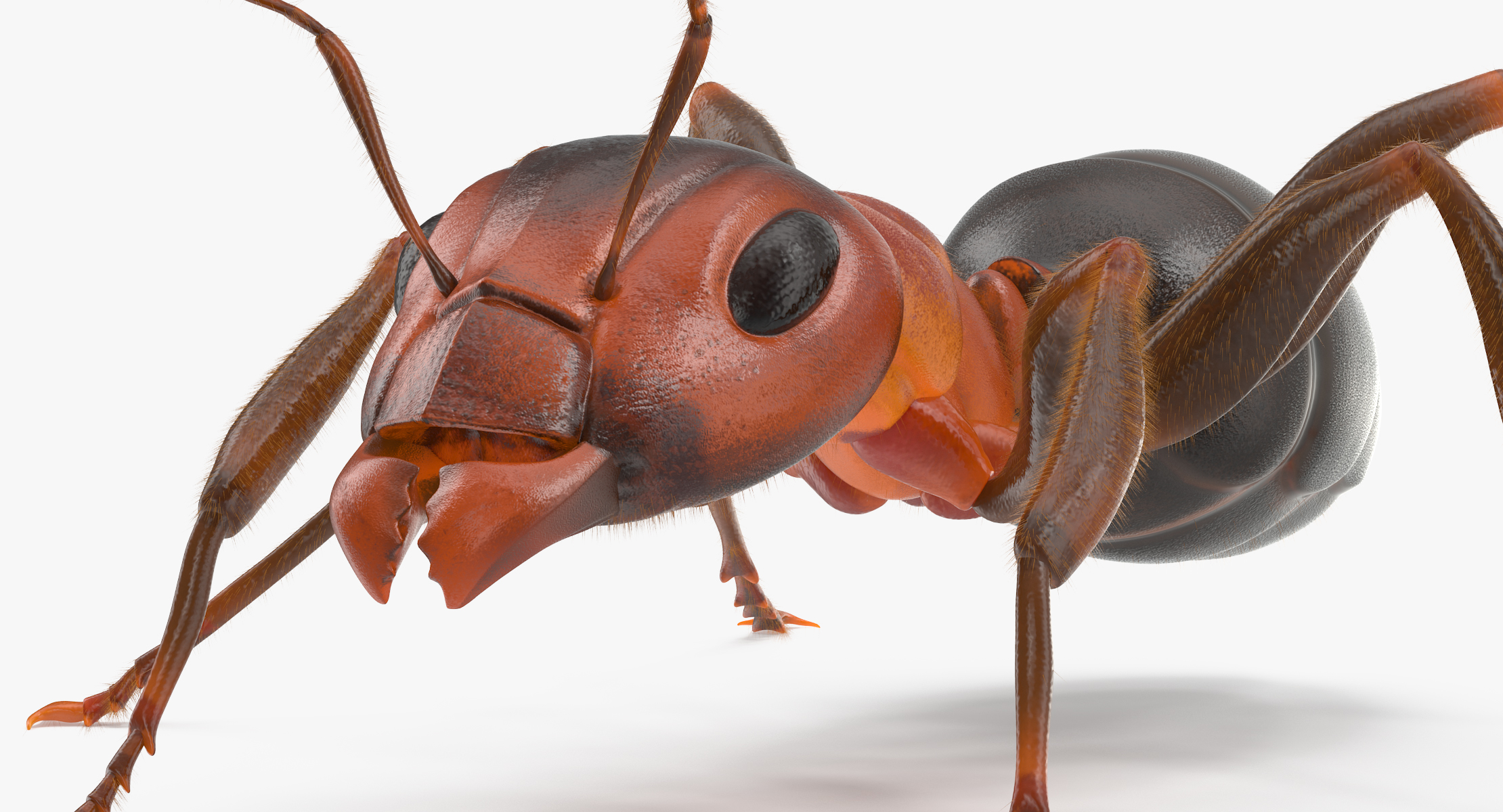 ant poses 3d model