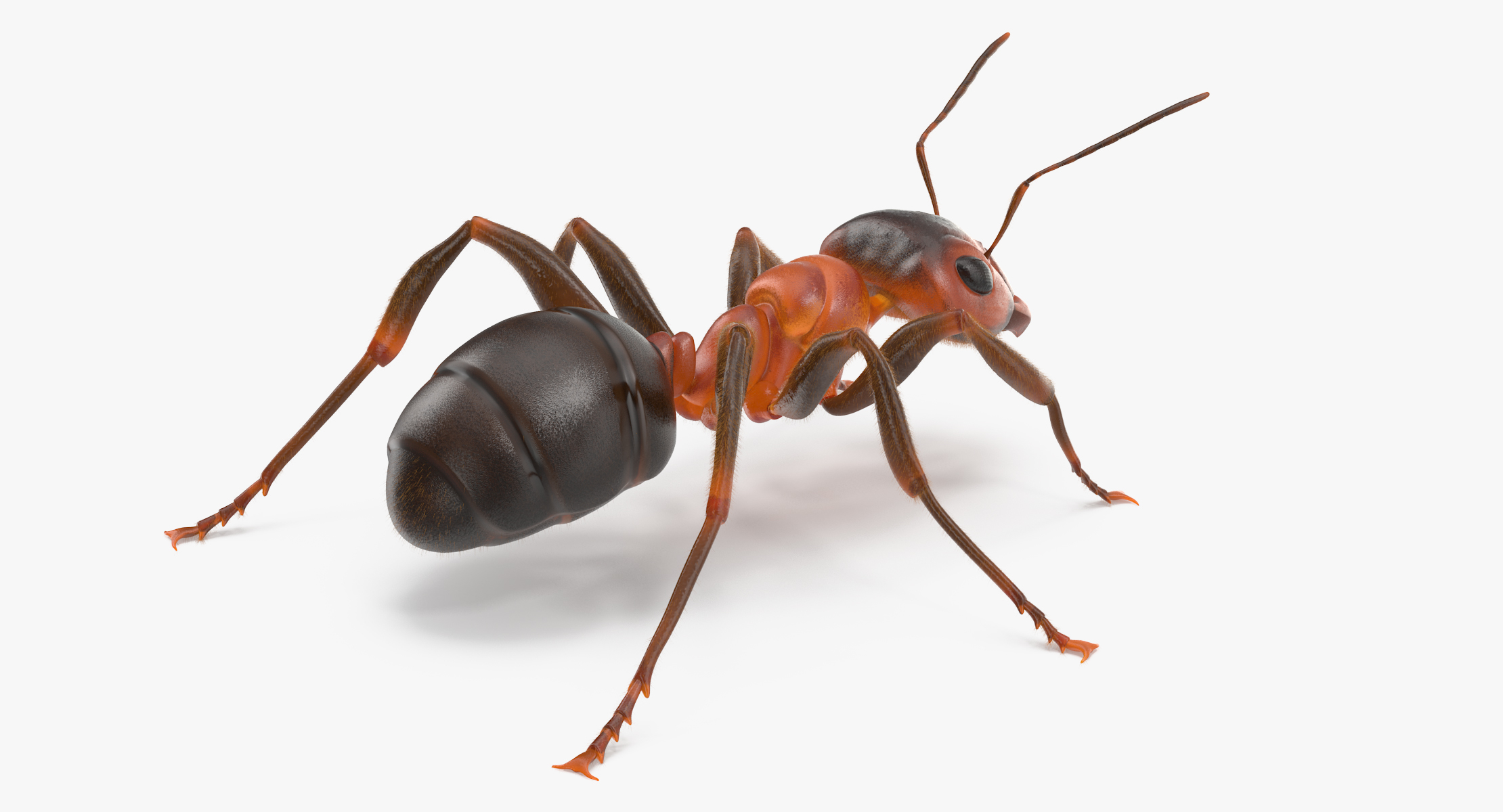ant poses 3d model