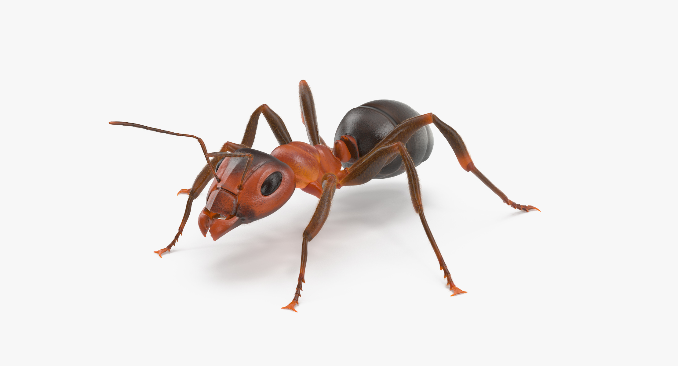 ant poses 3d model