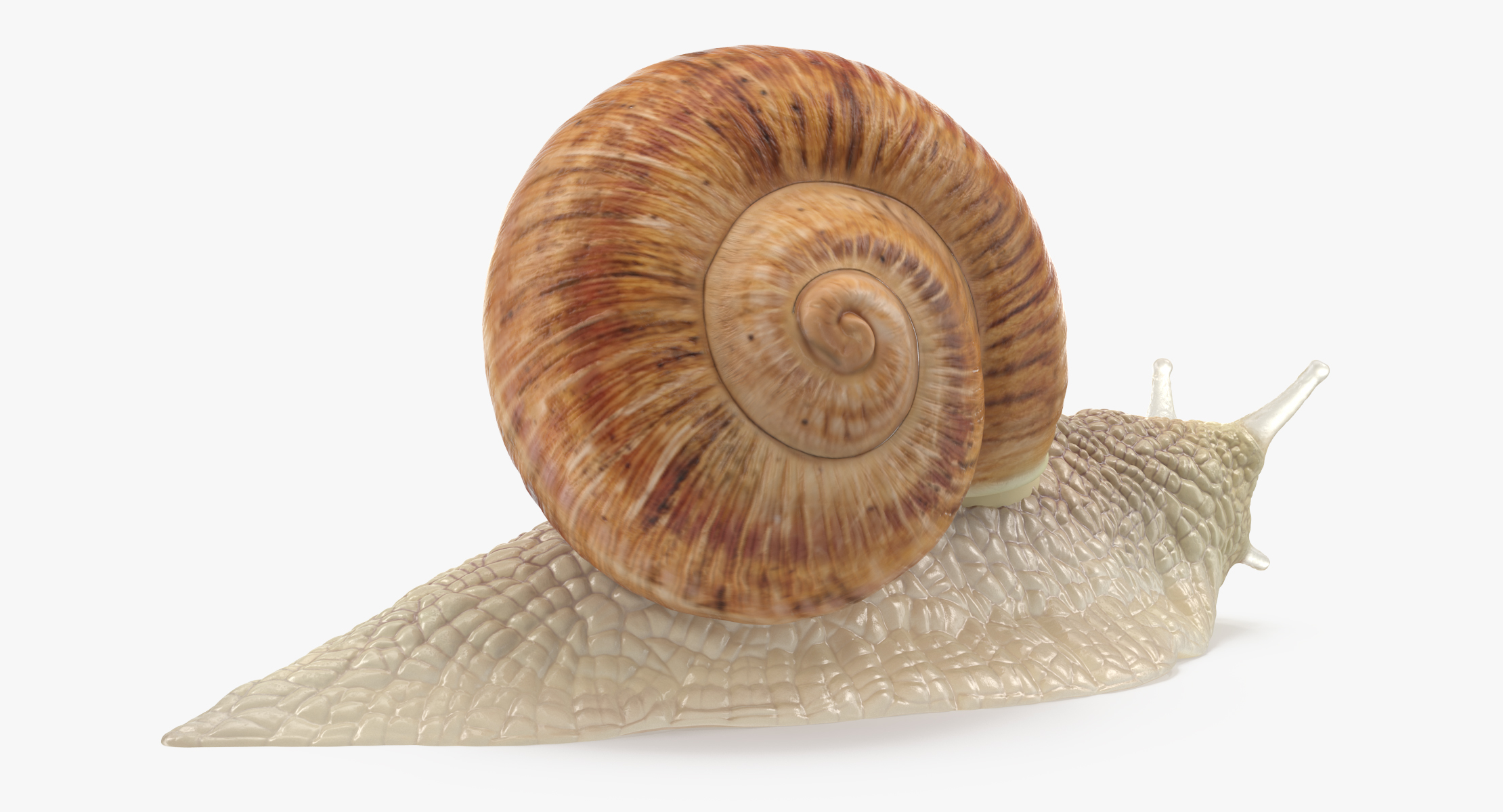 snail 01 3d max