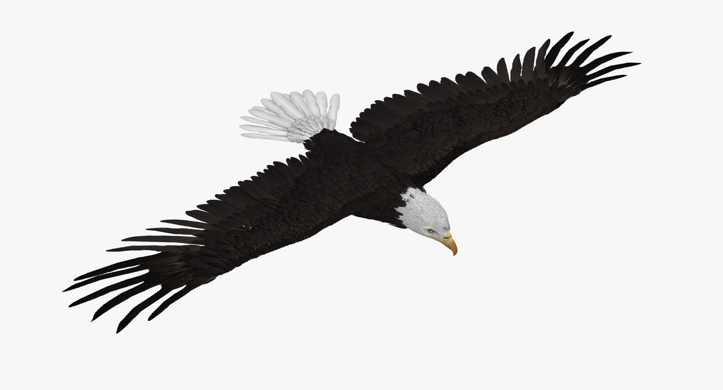 3ds max bald eagle rigged