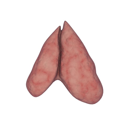 3d thymus medical model