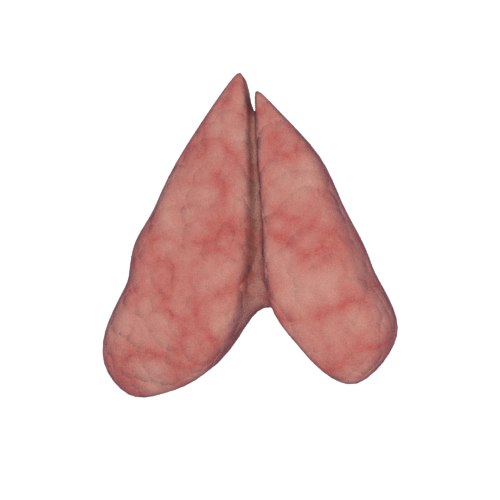 3d thymus medical model