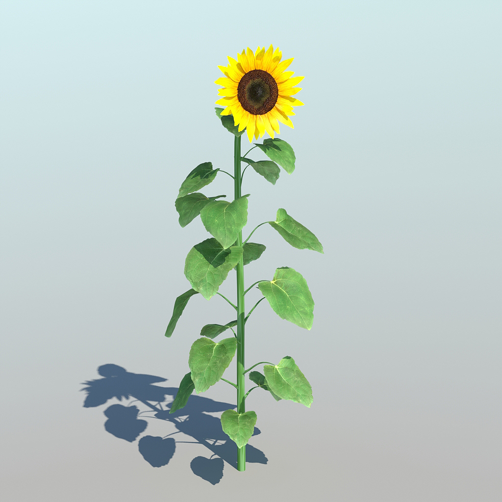 sunflower 9 3d model
