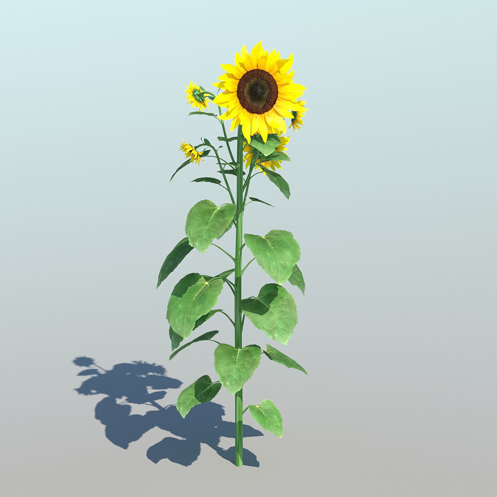 sunflower 9 3d model