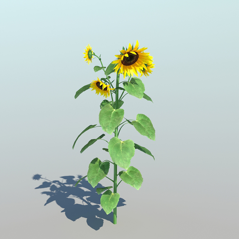 sunflower 9 3d model