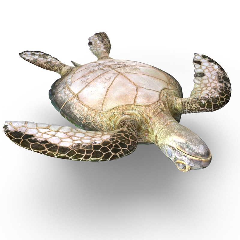 3d green sea turtle rigged