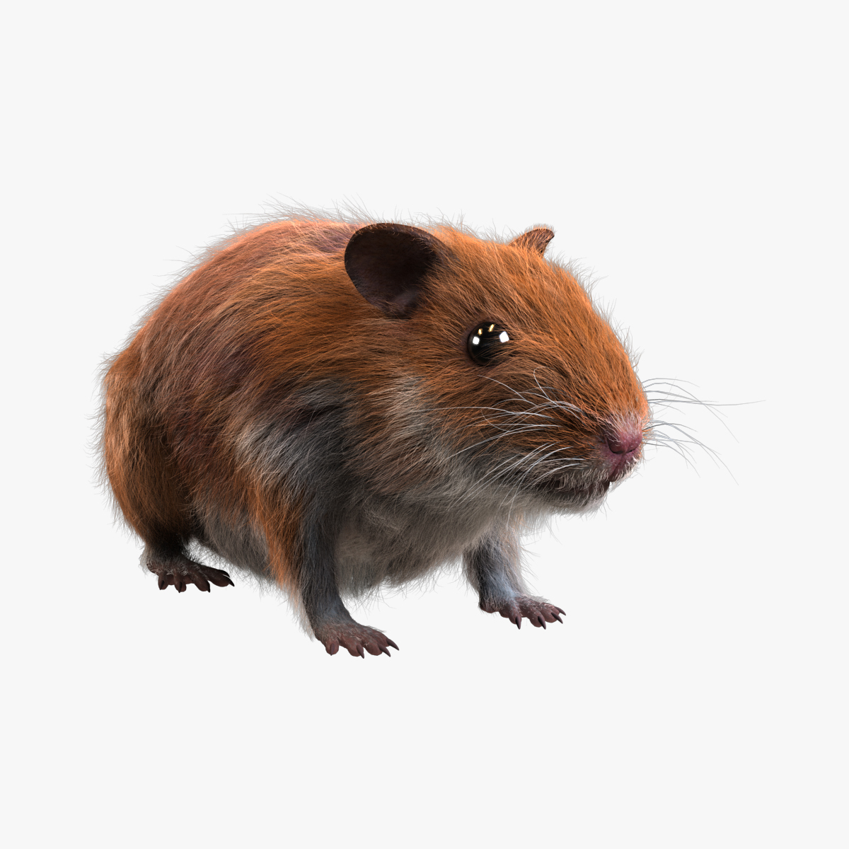 hamster fur 3d model