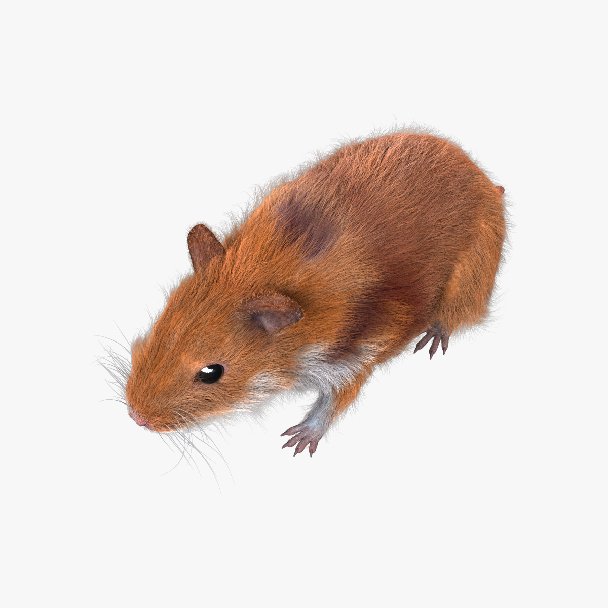 hamster fur 3d model