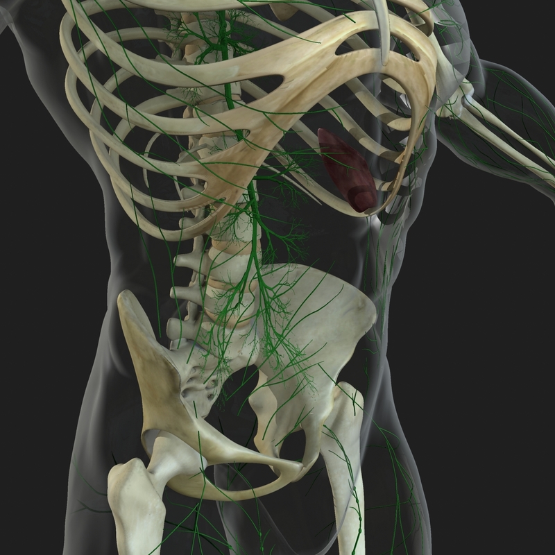 Ultimate Complete Male Anatomy 3d Model
