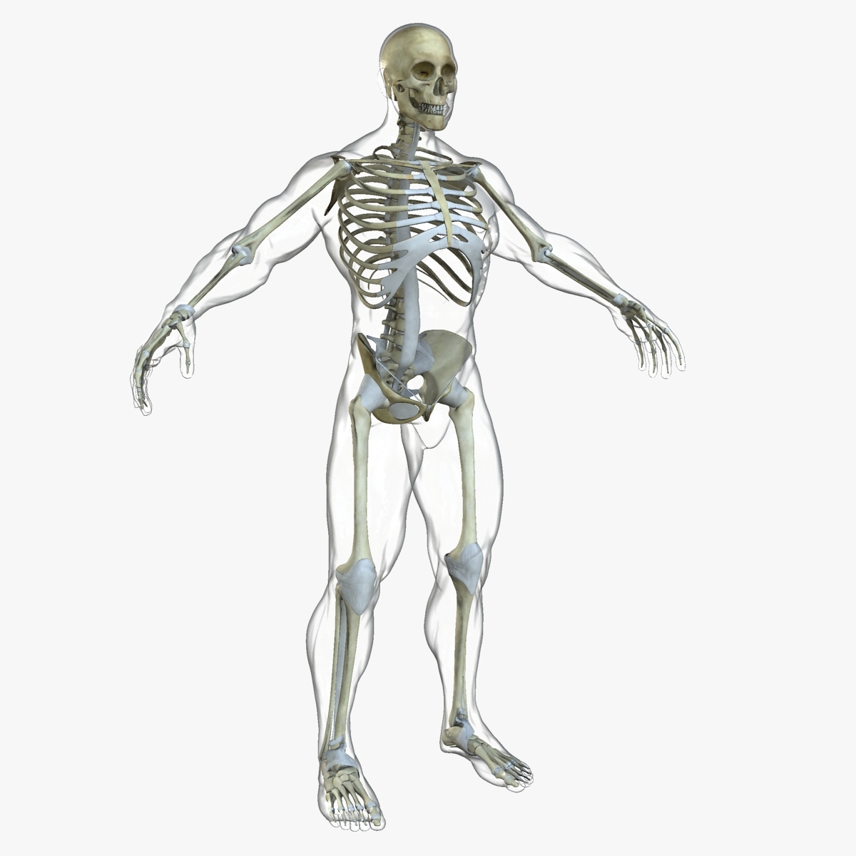 ultimate complete male anatomy 3d model
