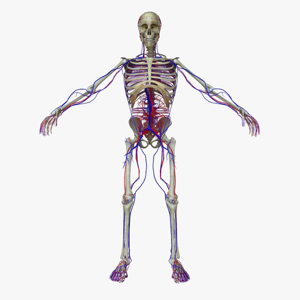 ultimate complete male anatomy 3d model