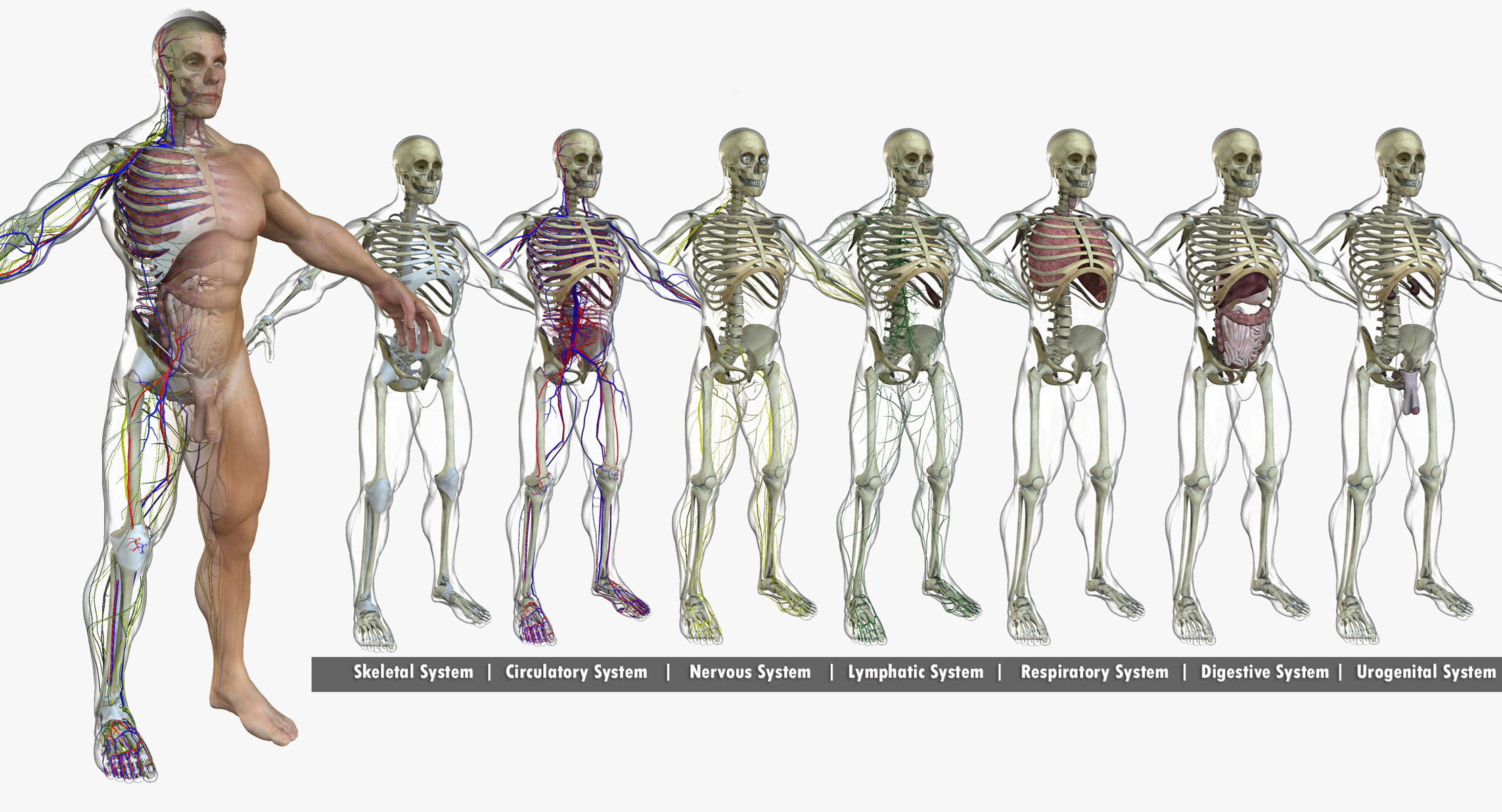 ultimate complete male anatomy 3d model
