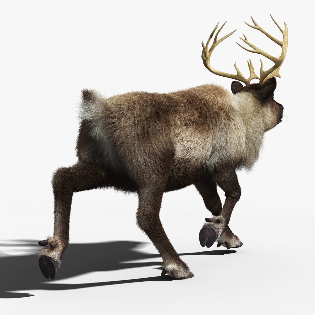 reindeer fur animation max