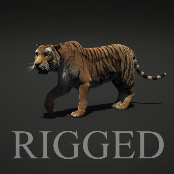Tiger 3D Models for Download | TurboSquid
